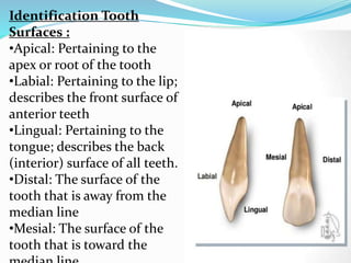 Normal anatomy of tooth (coronal & radicular ) .pptx