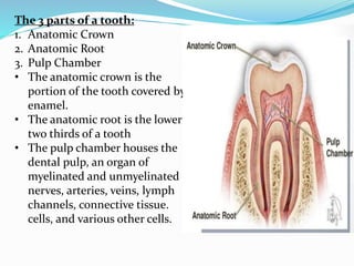 Normal anatomy of tooth (coronal & radicular ) .pptx
