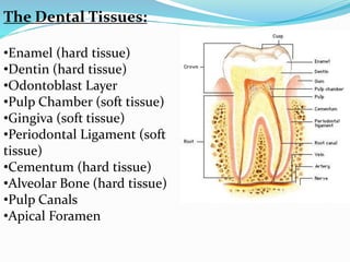 Normal anatomy of tooth (coronal & radicular ) .pptx