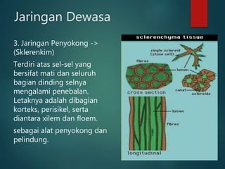 fungsi jaringan ada tumbuhan.pptx