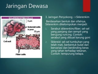 fungsi jaringan ada tumbuhan.pptx