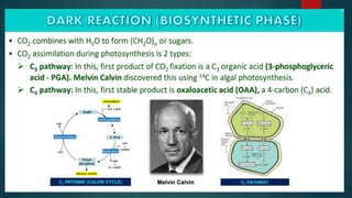 Calvin Cycle | PPTX | Chemistry | Science