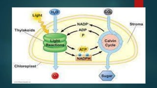 Calvin Cycle | PPTX | Chemistry | Science