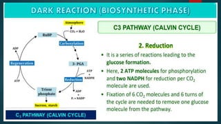 Calvin Cycle | PPTX