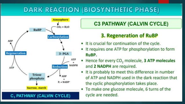 Calvin Cycle | PPTX