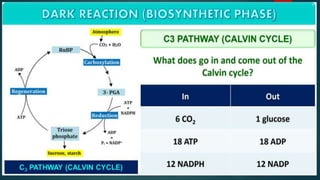 Calvin Cycle | PPTX