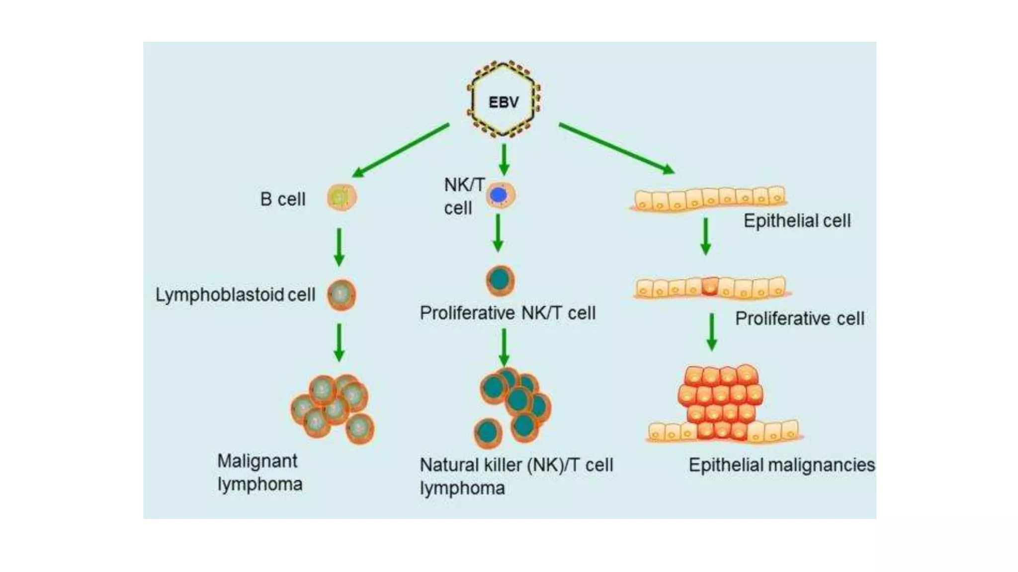 EBV and carcinogenesis.pptx