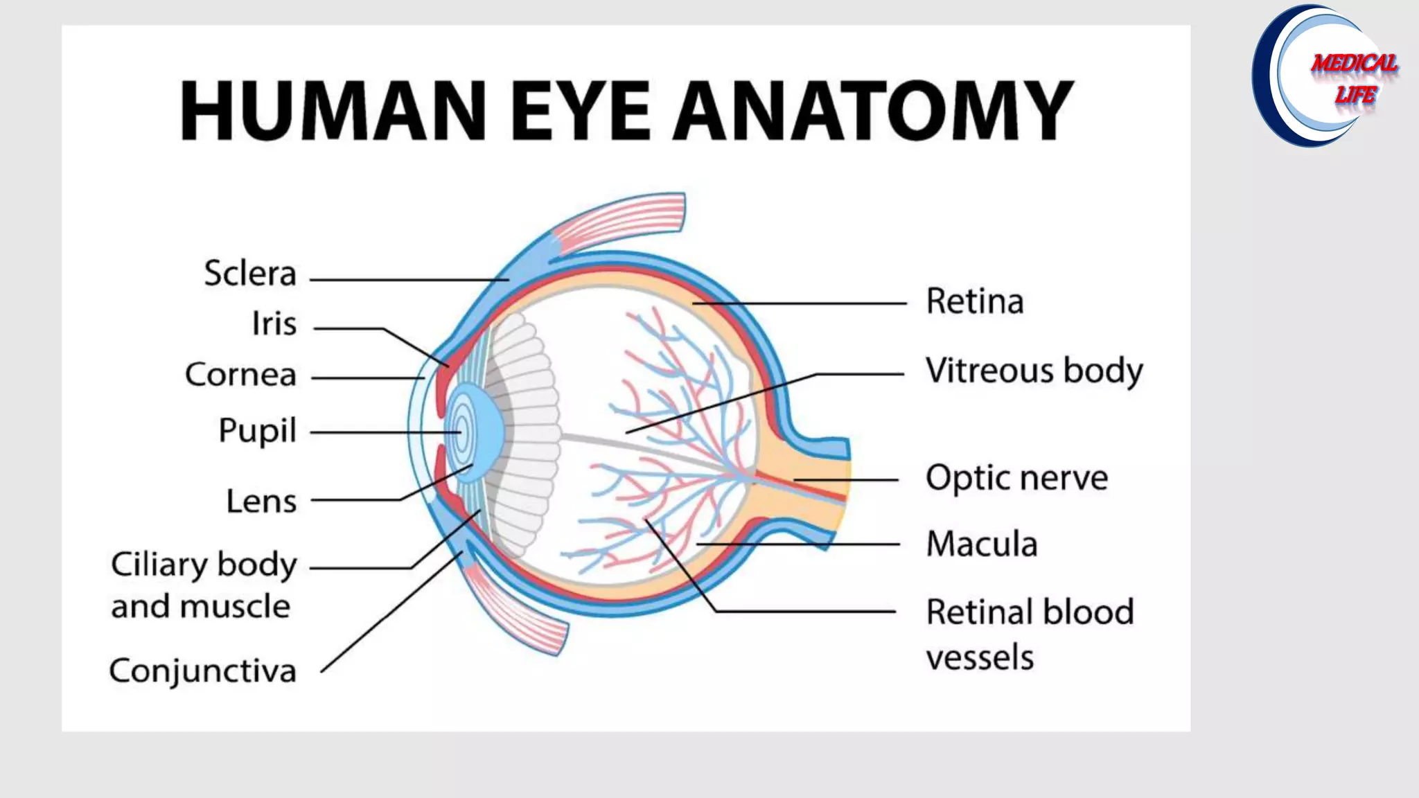 anatomy of the eyeball | PPTX