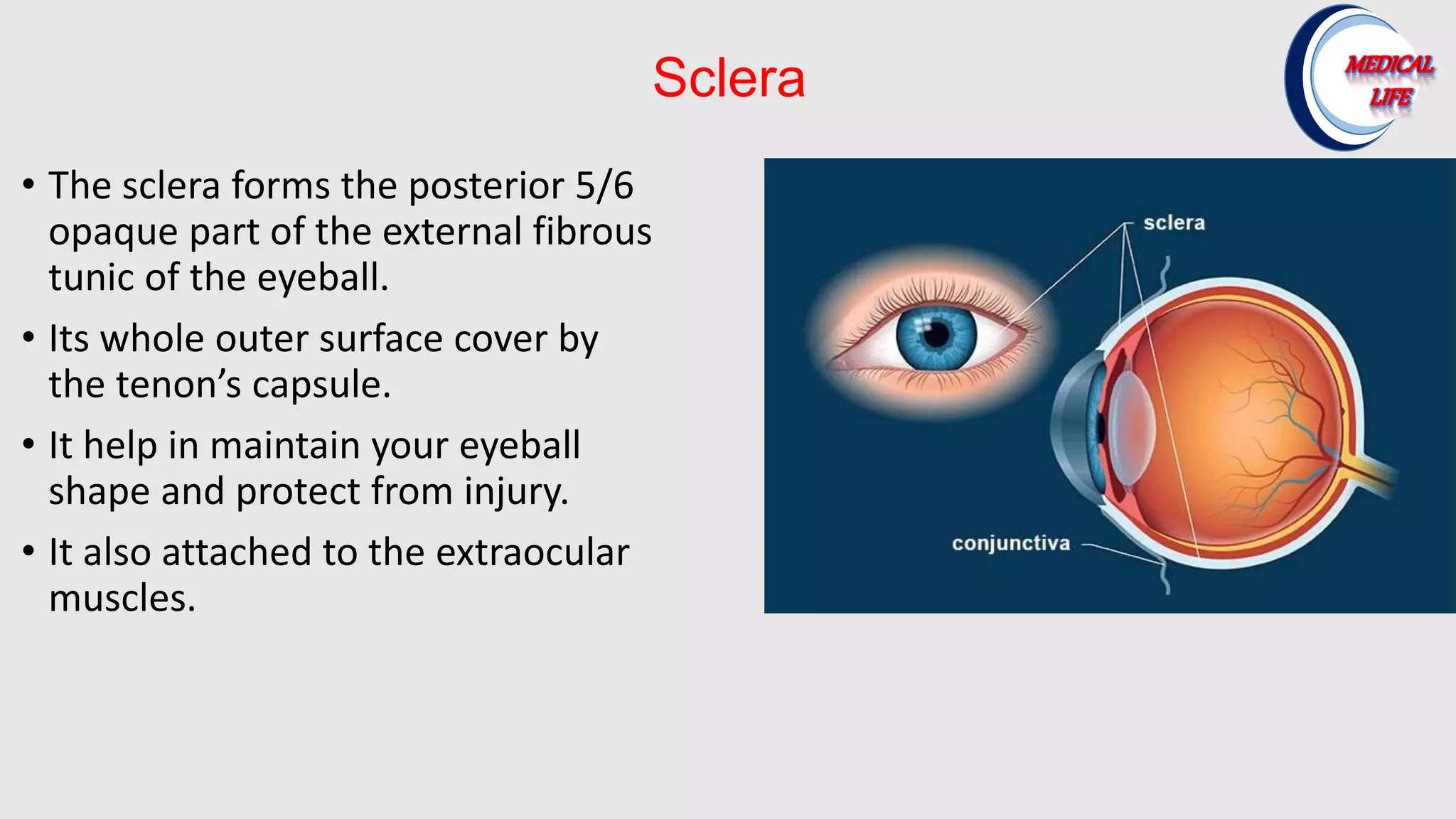 anatomy of the eyeball | PPTX