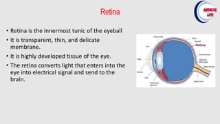 anatomy of the eyeball | PPTX