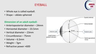 anatomy of the eyeball | PPTX