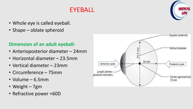 anatomy of the eyeball | PPTX | Eye and Vision Conditions | Diseases ...