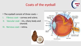 anatomy of the eyeball | PPT