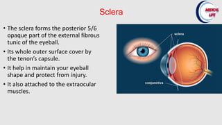 anatomy of the eyeball | PPTX