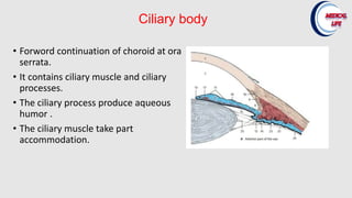 anatomy of the eyeball | PPTX | Eye and Vision Conditions | Diseases ...
