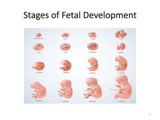 Effects of maternal behavior on featus | PPTX