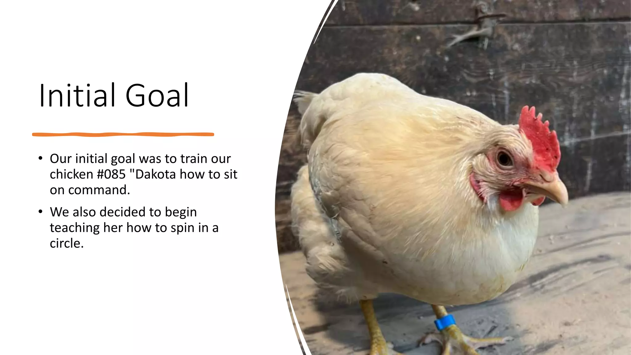 Chicken Presentation.pptx