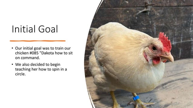 Chicken Presentation.pptx