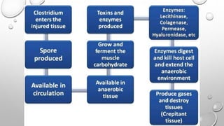 Gas Gangrene | PPTX