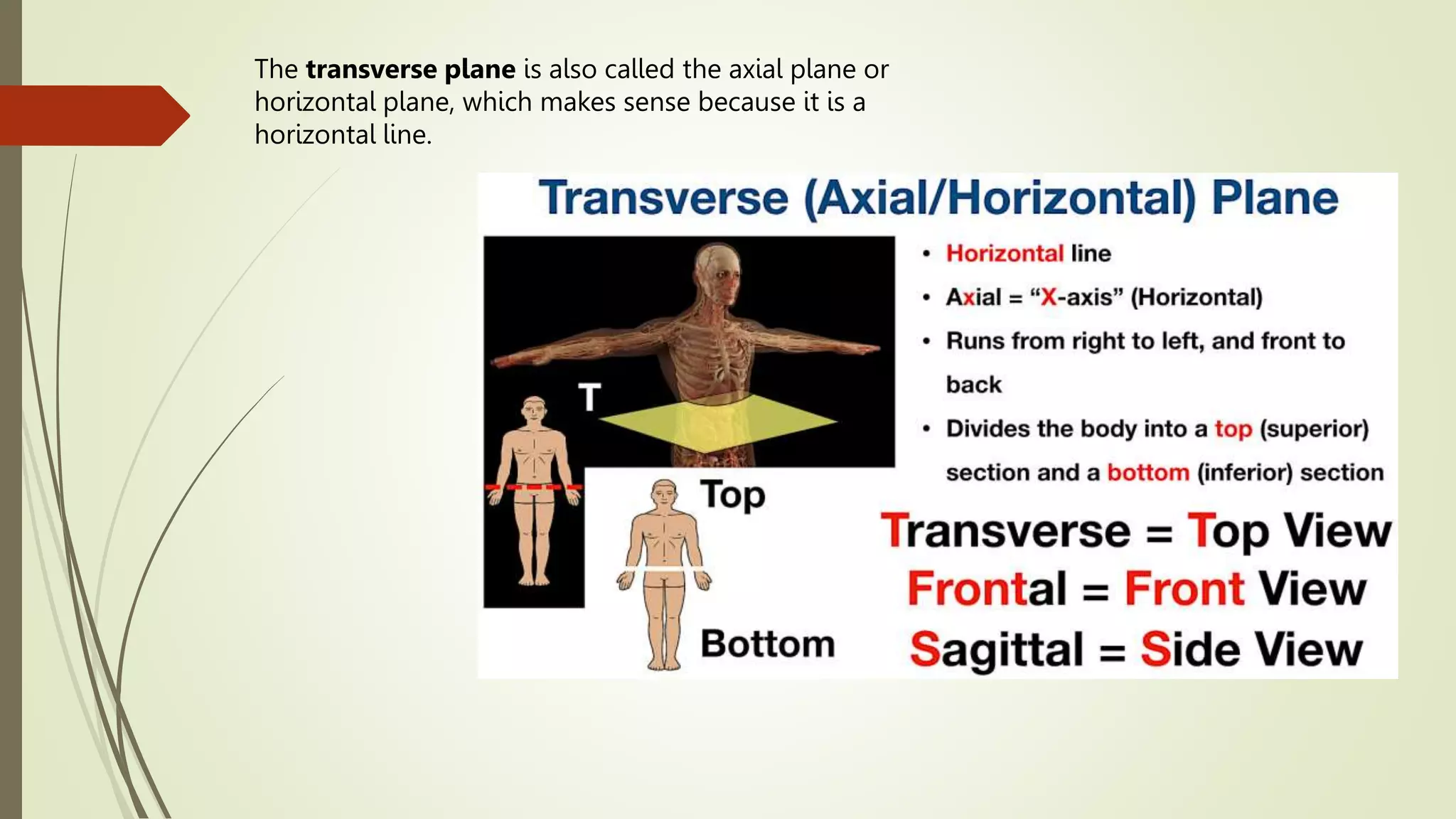 anatomical nomenclature | PPTX