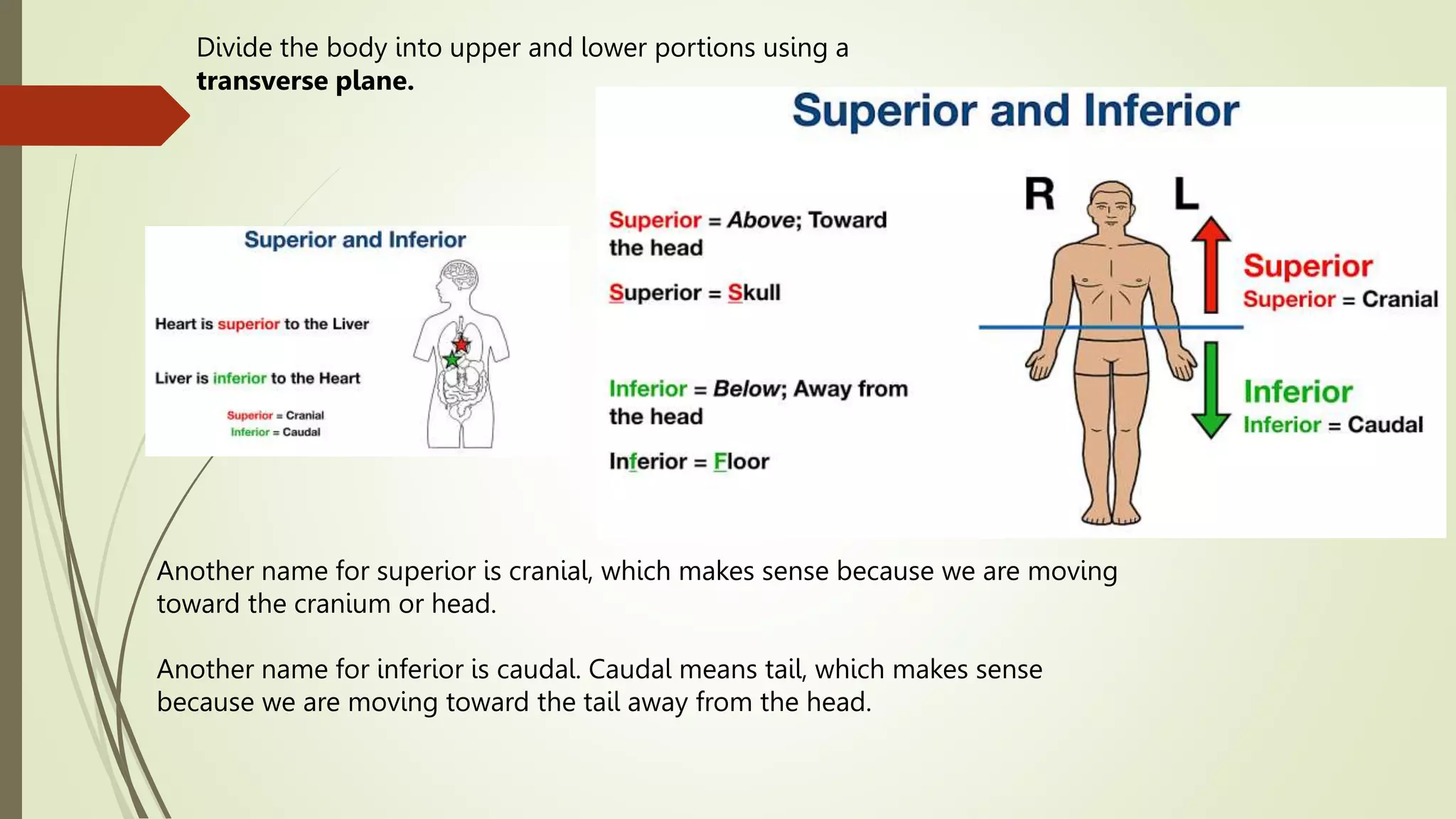 anatomical nomenclature | PPTX