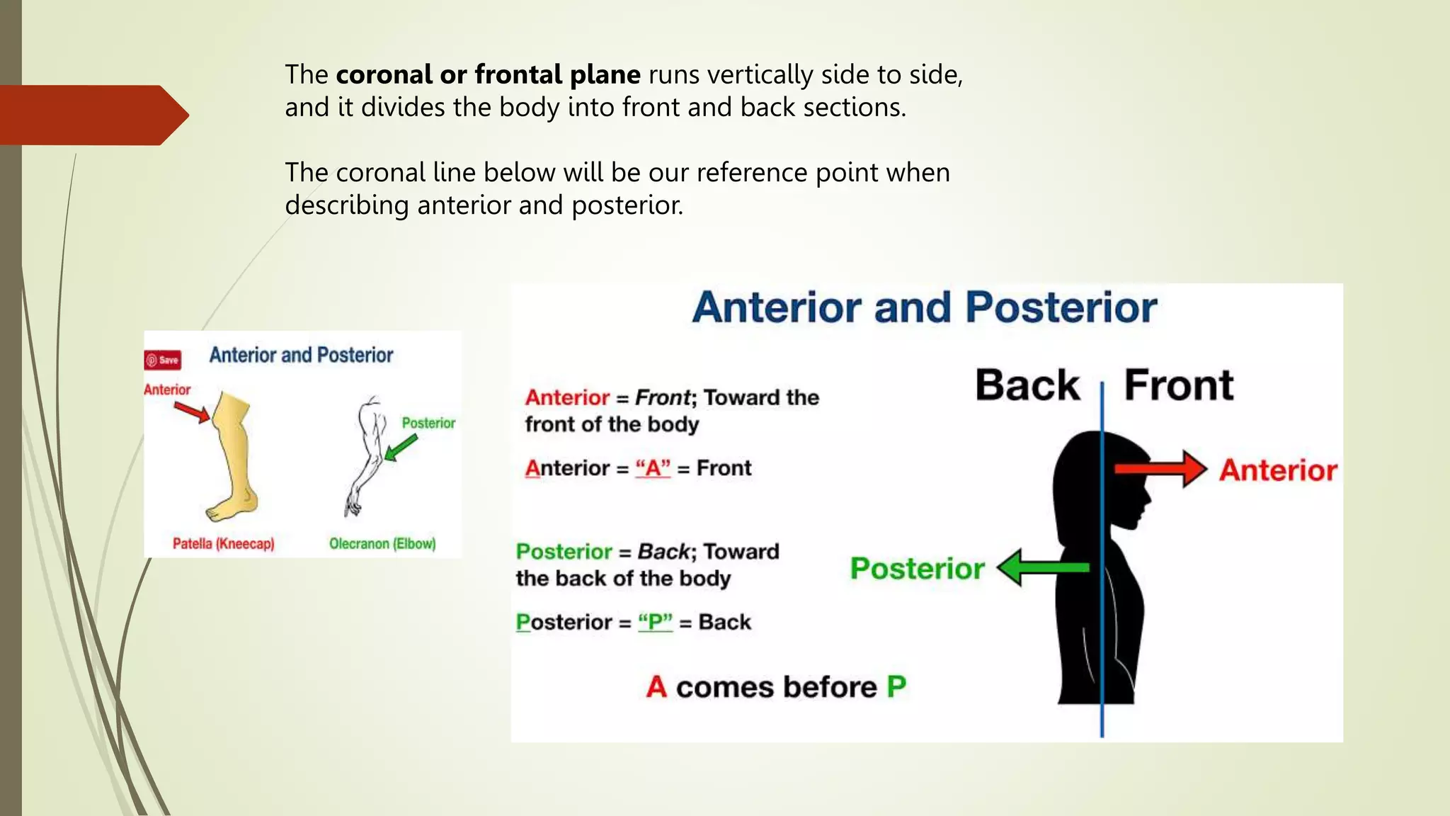 anatomical nomenclature | PPTX