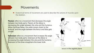 anatomical nomenclature | PPTX