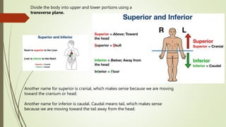 anatomical nomenclature | PPTX