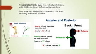 anatomical nomenclature | PPTX