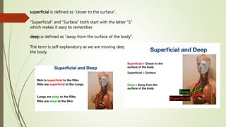 anatomical nomenclature | PPTX