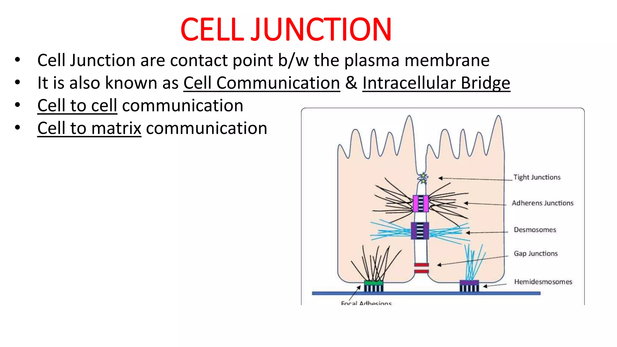 Cell Junction | PPTX