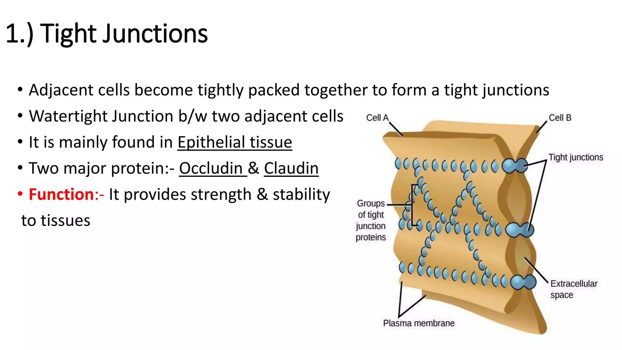 Cell Junction | PPTX