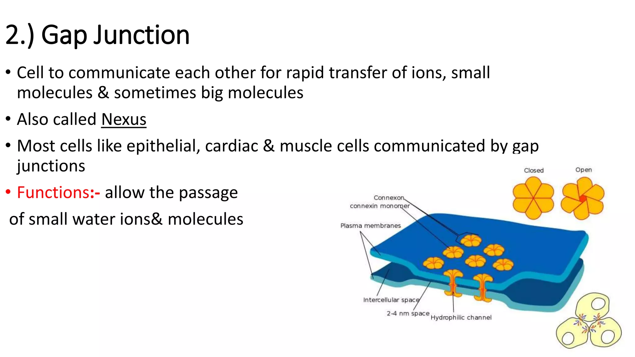 Cell Junction | PPTX