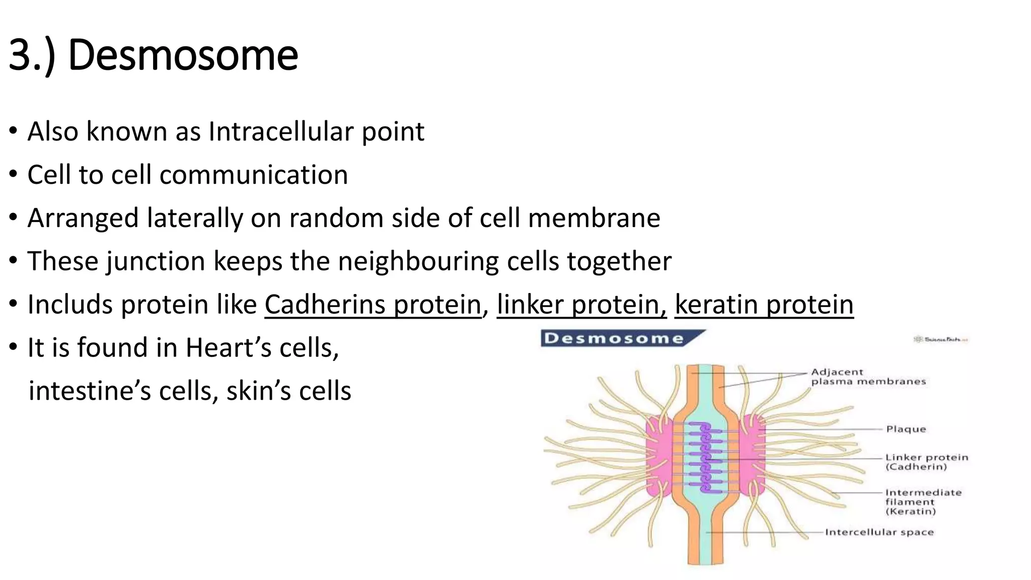 Cell Junction | PPTX