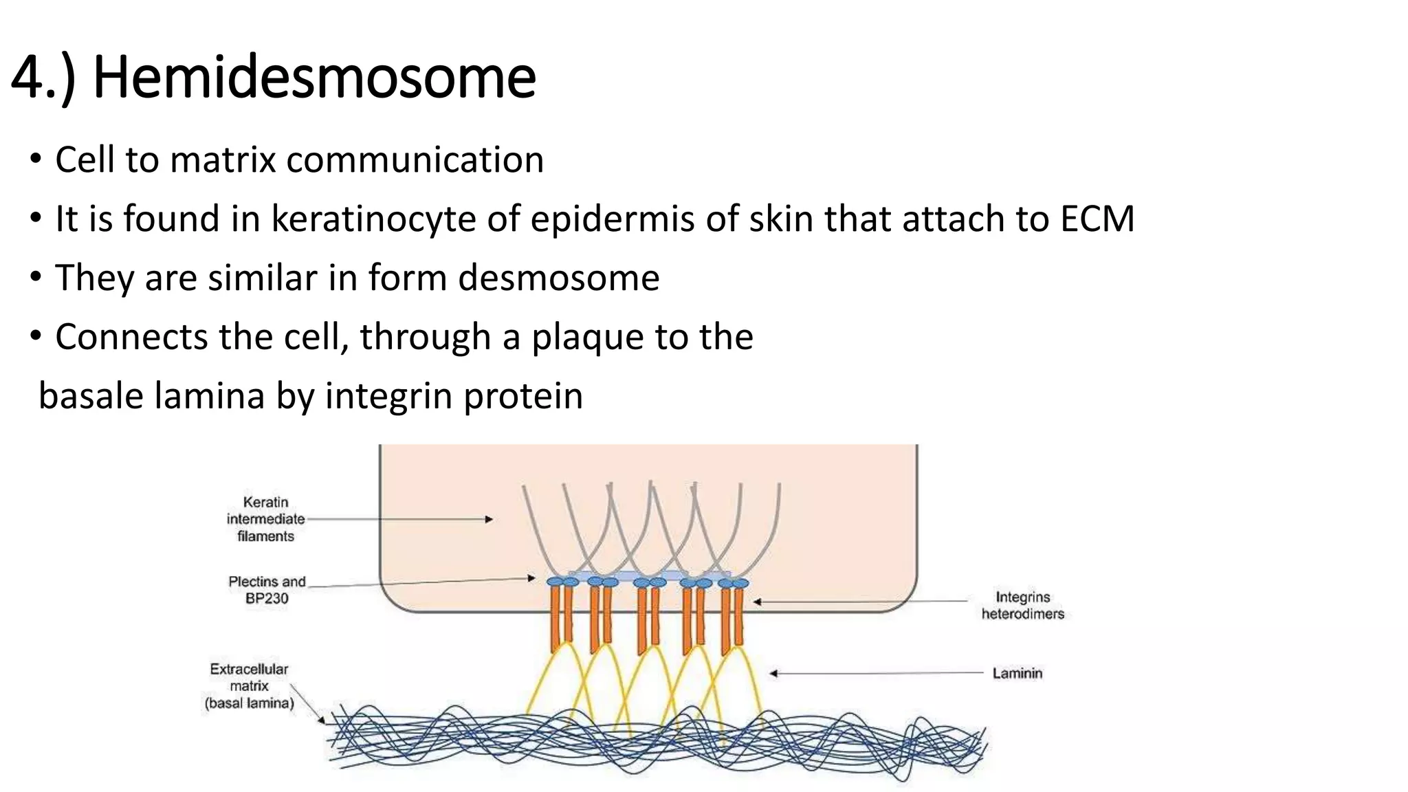 Cell Junction | PPTX