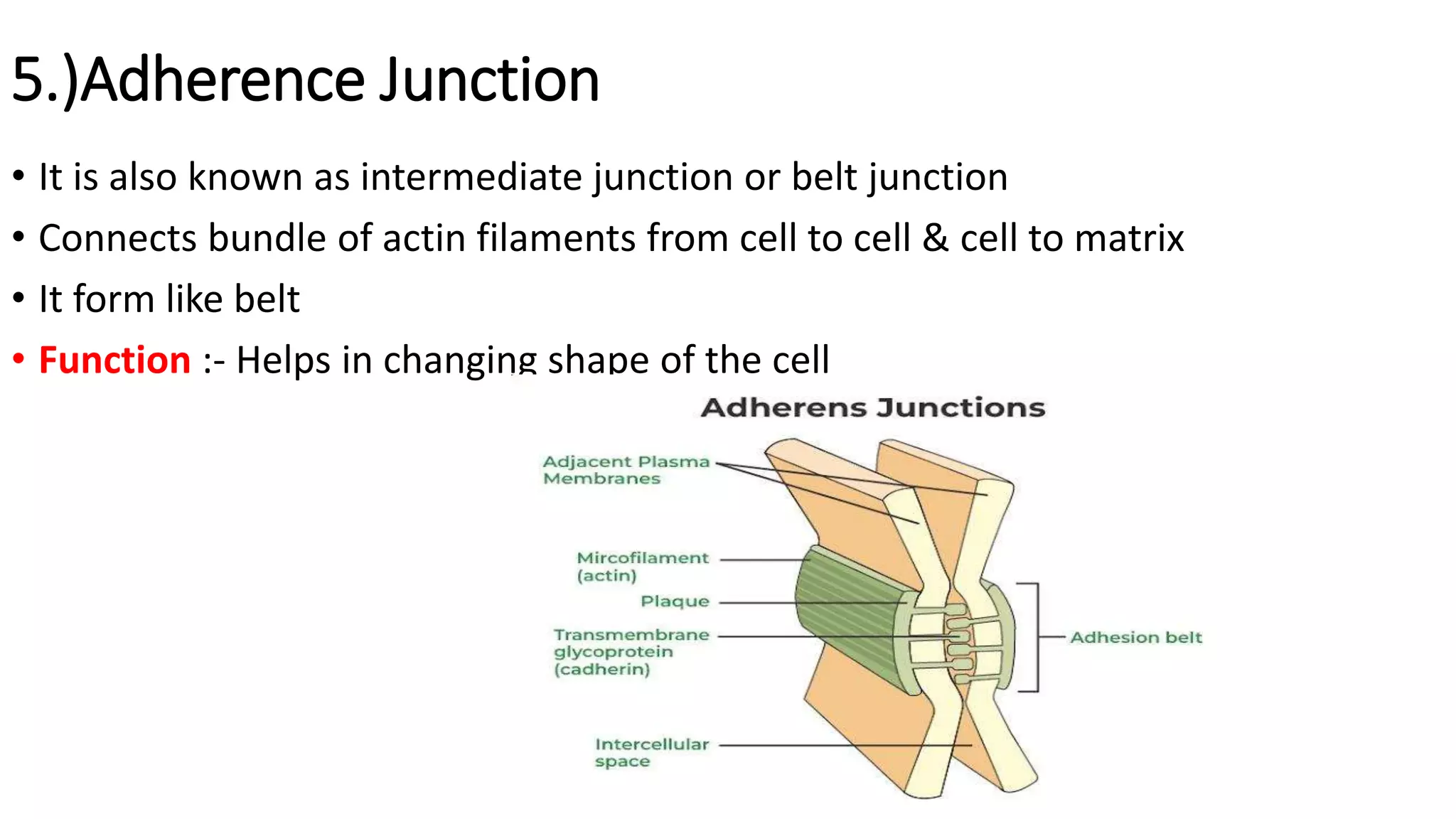 Cell Junction | PPTX