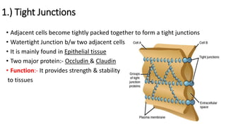 Cell Junction | PPTX