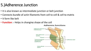 Cell Junction | PPTX | Biological Sciences | Science