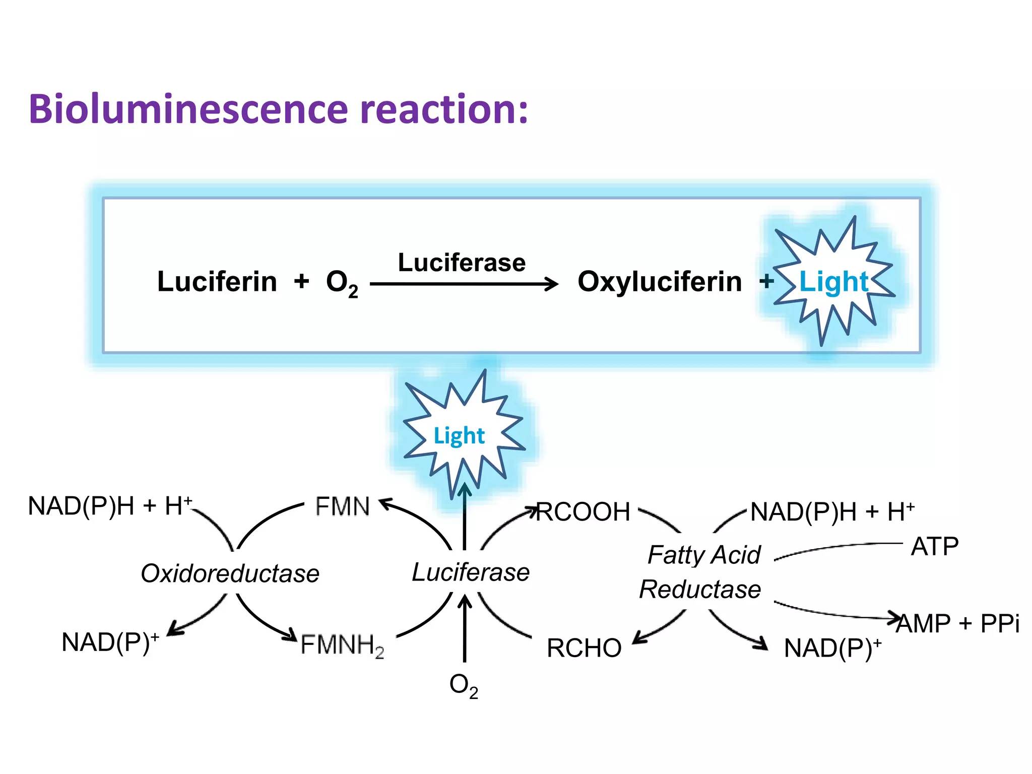Bioluminescence in Bacteria | PPTX