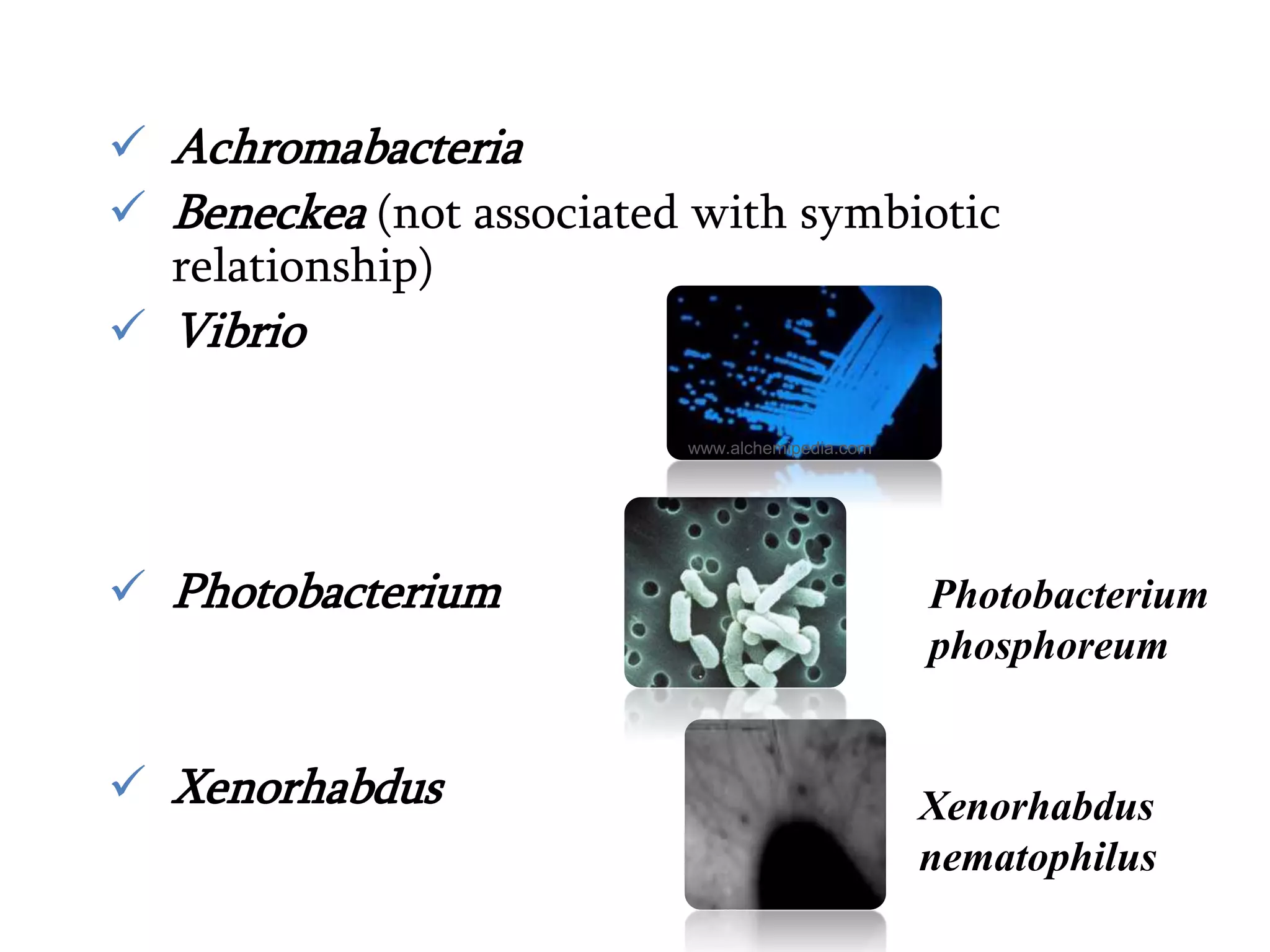 Bioluminescence in Bacteria | PPTX