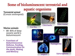 Bioluminescence in Bacteria | PPTX