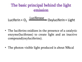 Bioluminescence in Bacteria | PPTX