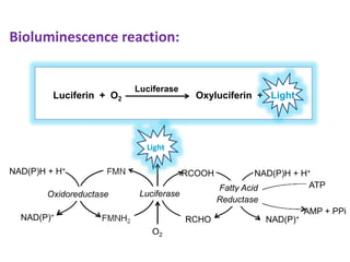 Bioluminescence in Bacteria | PPTX