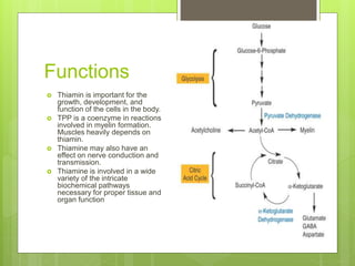 Thymine | PPTX