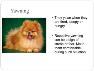 7 Behaviors to Look Out for in New Puppies | PPTX