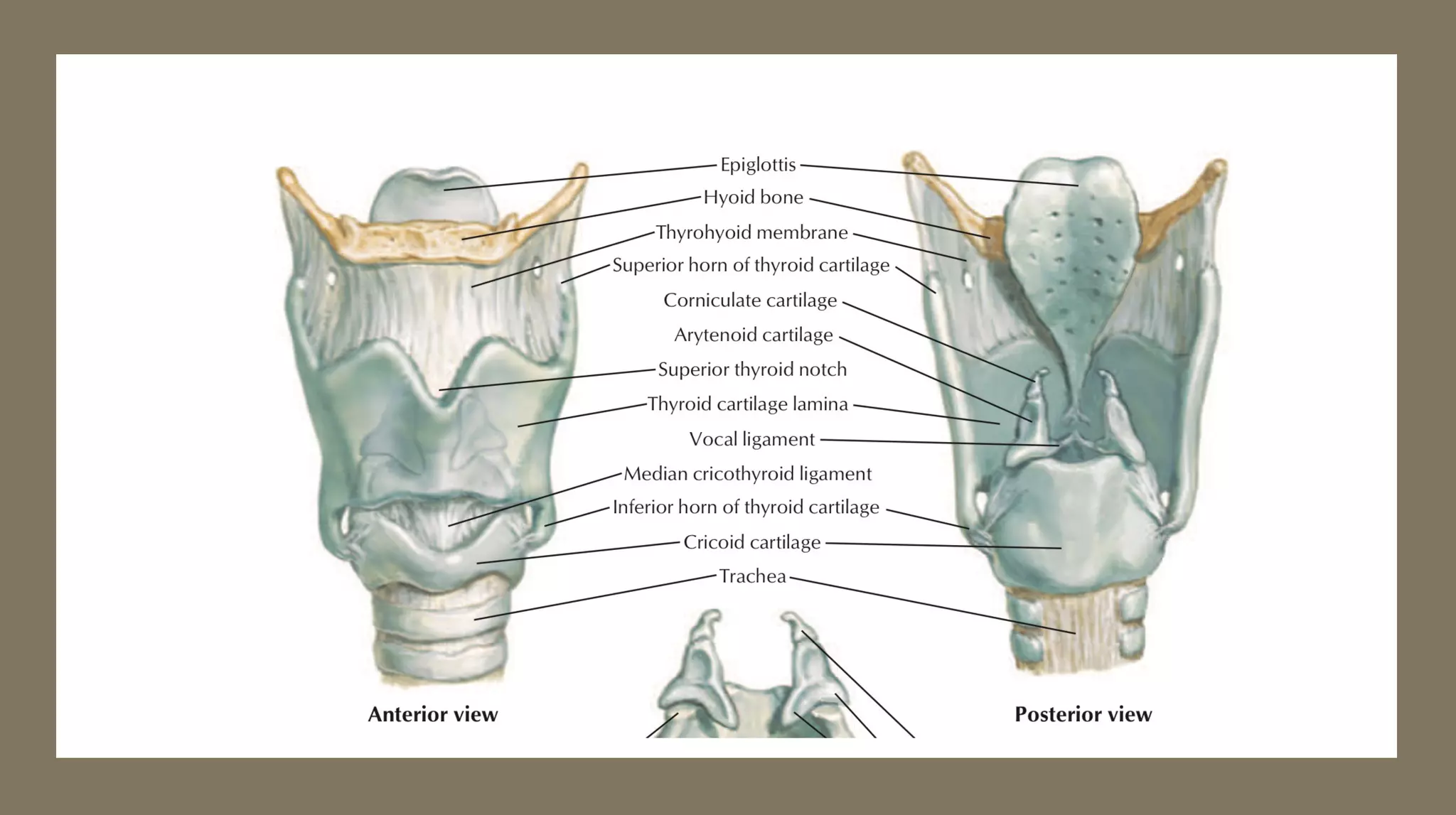 Anatomy of larynx .pdf