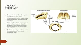Anatomy of larynx .pdf
