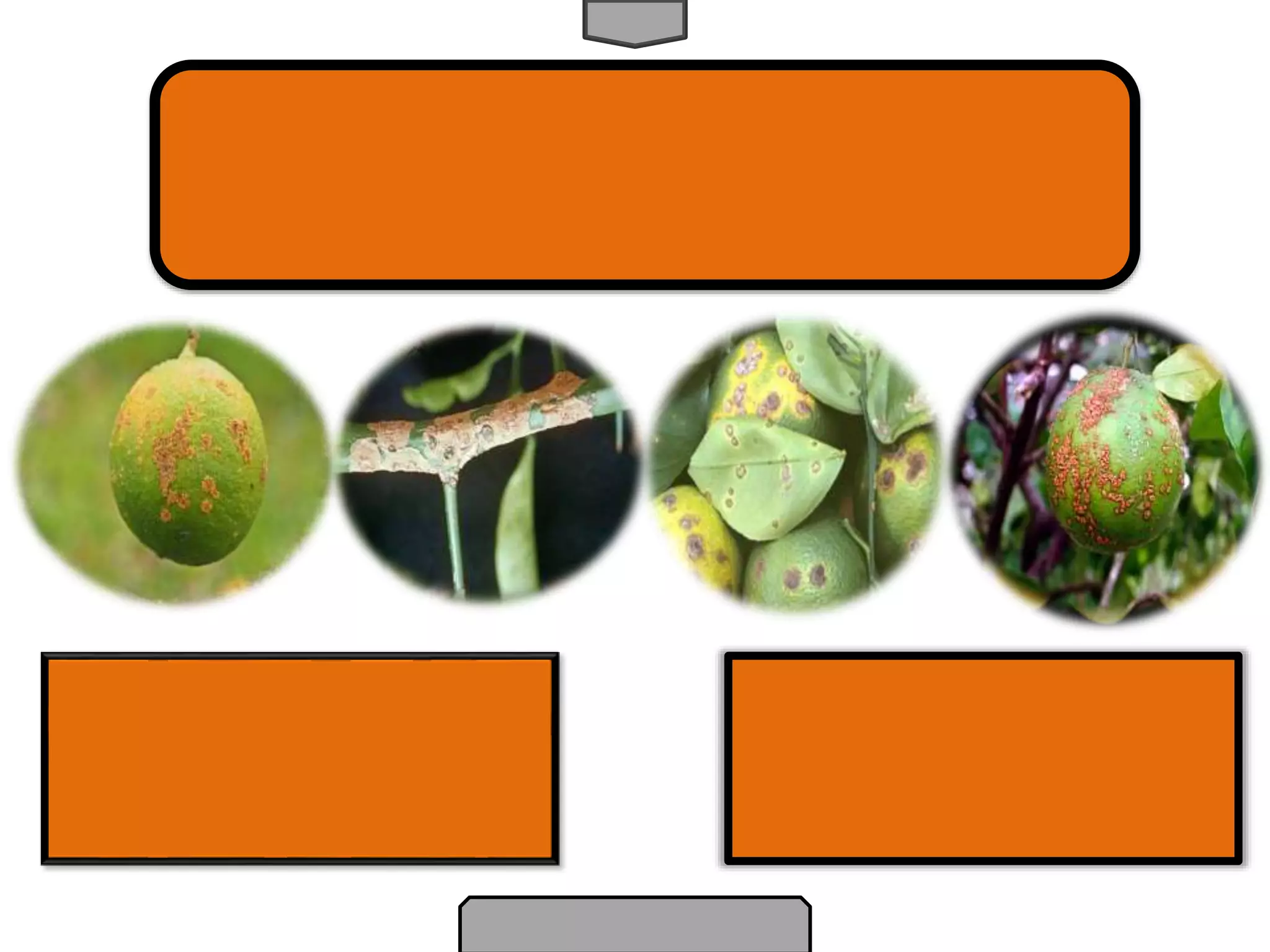 Citrus Canker - An overview | PPTX