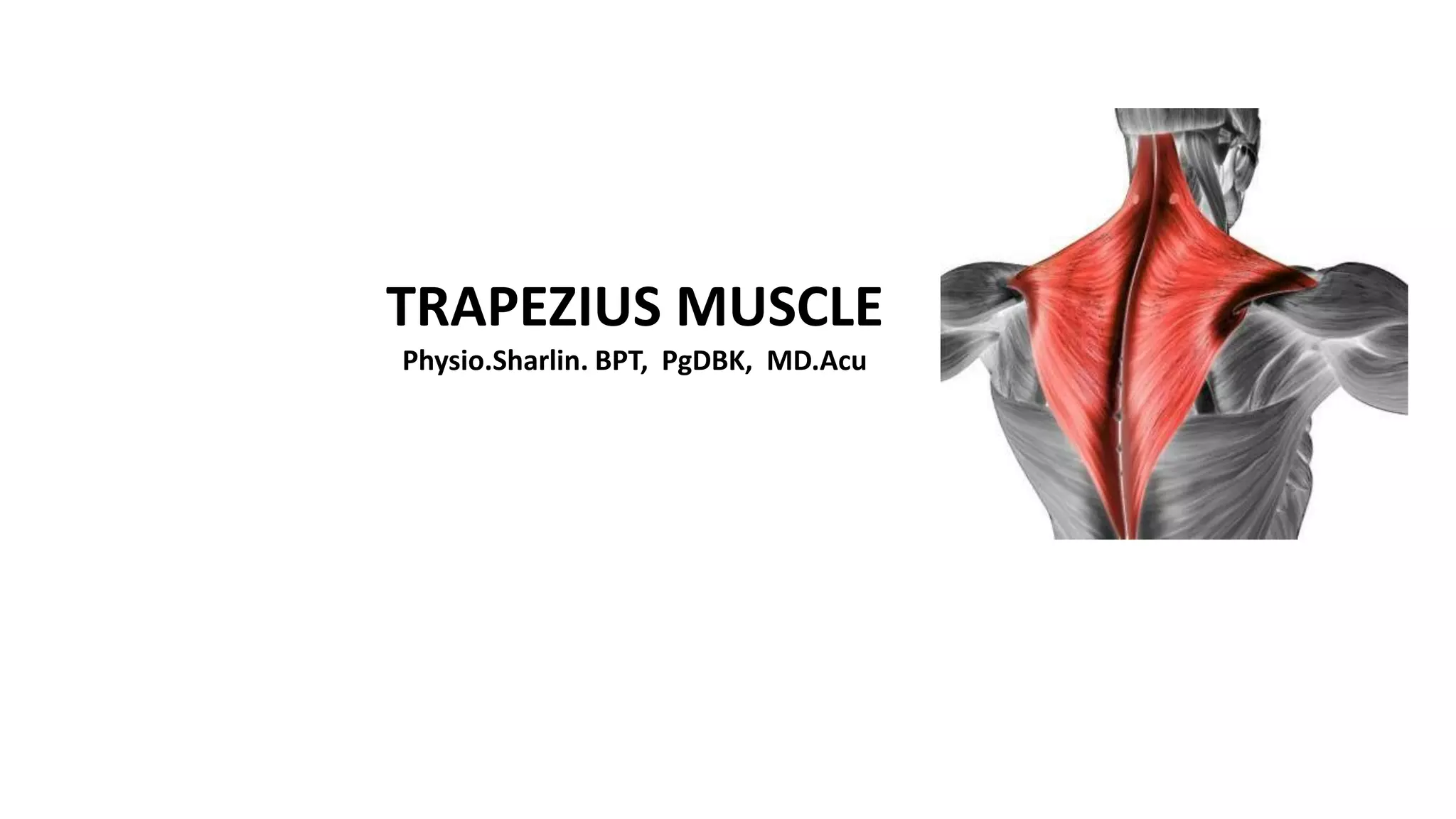Trapezius Muscle | PPTX