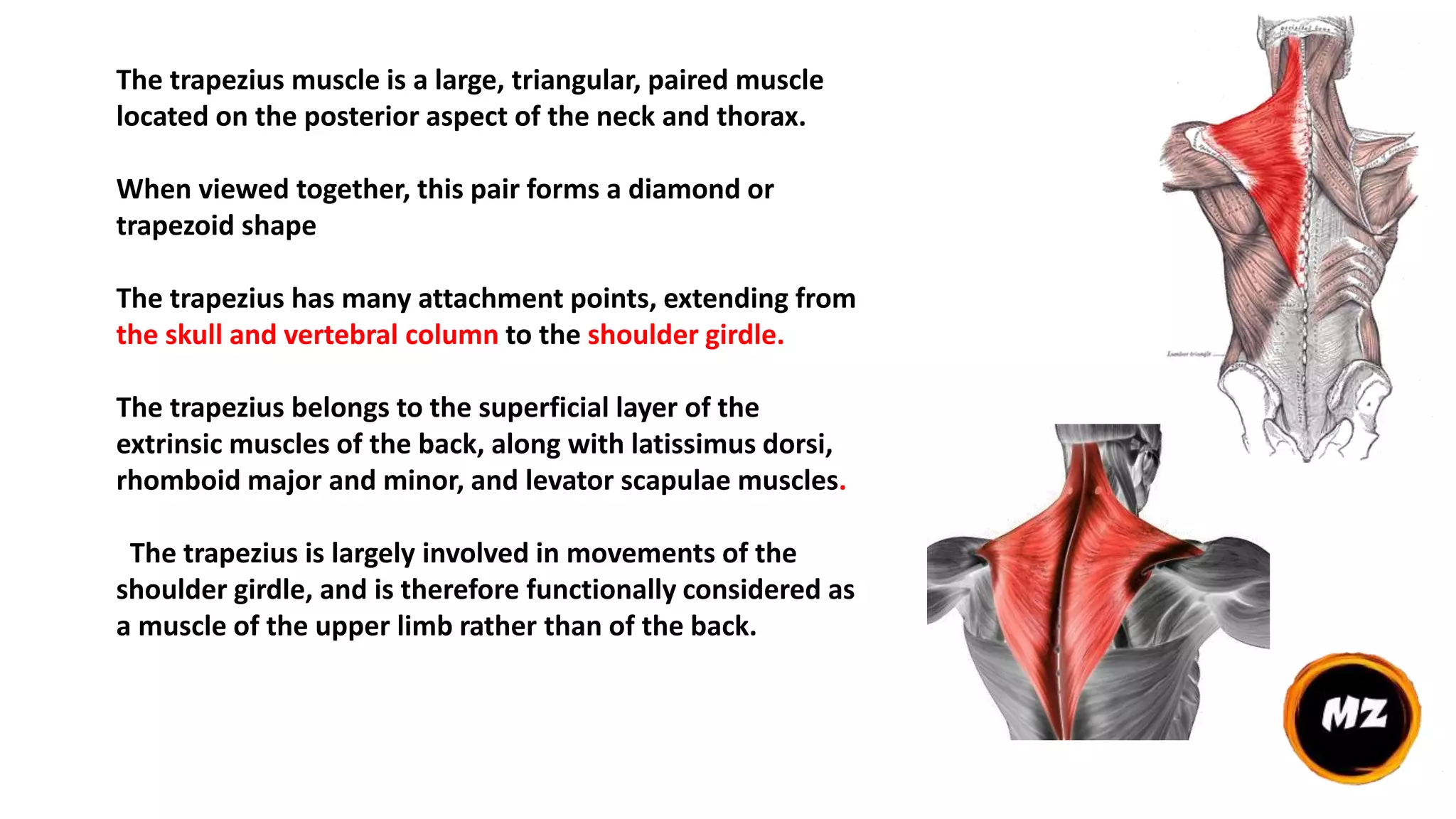Trapezius Muscle | PPTX